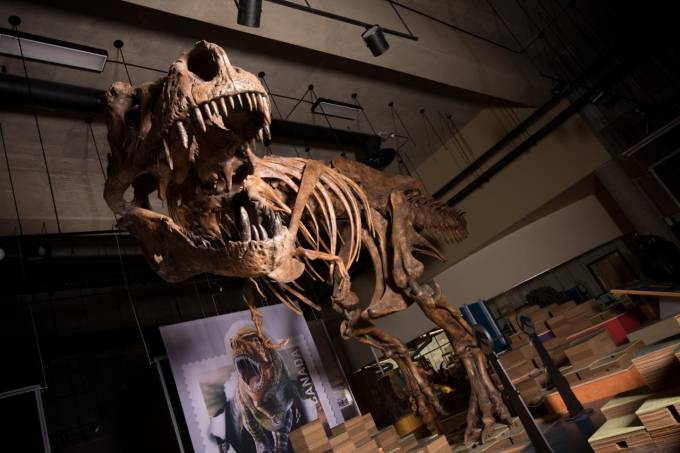 Paleontólogos encontram fóssil do maior dinossauro carnívoro da ... Paleontólogos encontram fóssil do maior dinossauro carnívoro da ...